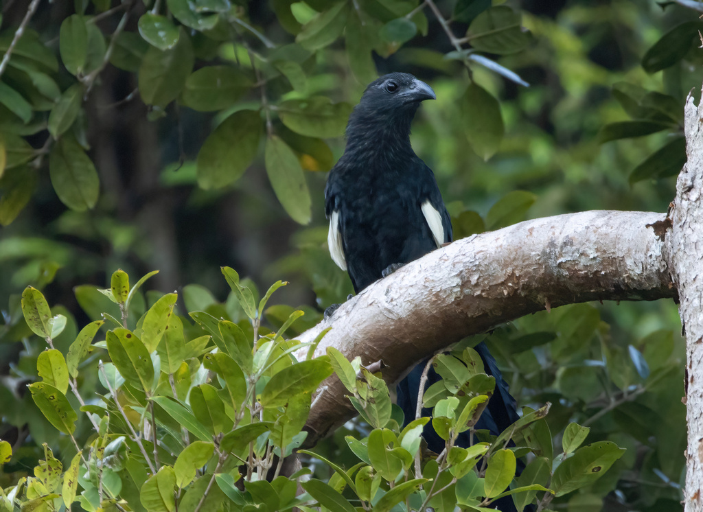Goliath Coucal from North Halmahera Regency, North Maluku, Indonesia on ...