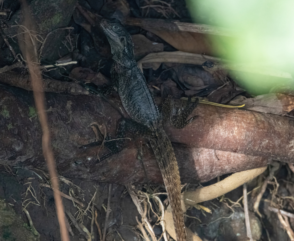 Weber's Sailfin Lizard from North Halmahera Regency, North Maluku ...
