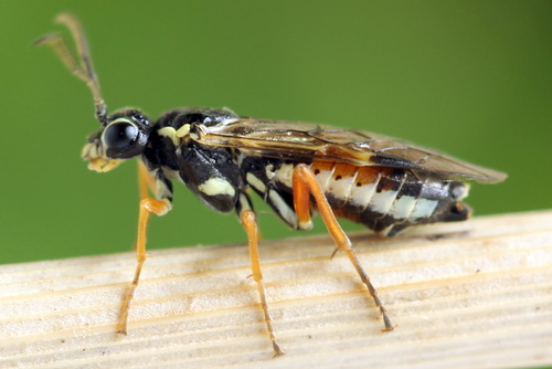 White-sided Cleaver (Aglaostigma fulvipes) · iNaturalist United Kingdom