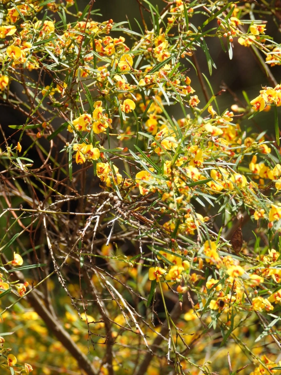 Bossiaea linophylla R.Br.