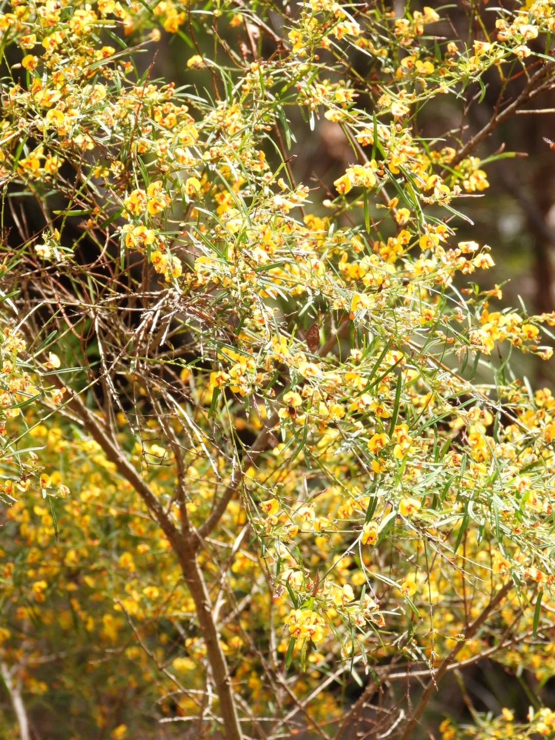 Bossiaea linophylla R.Br.