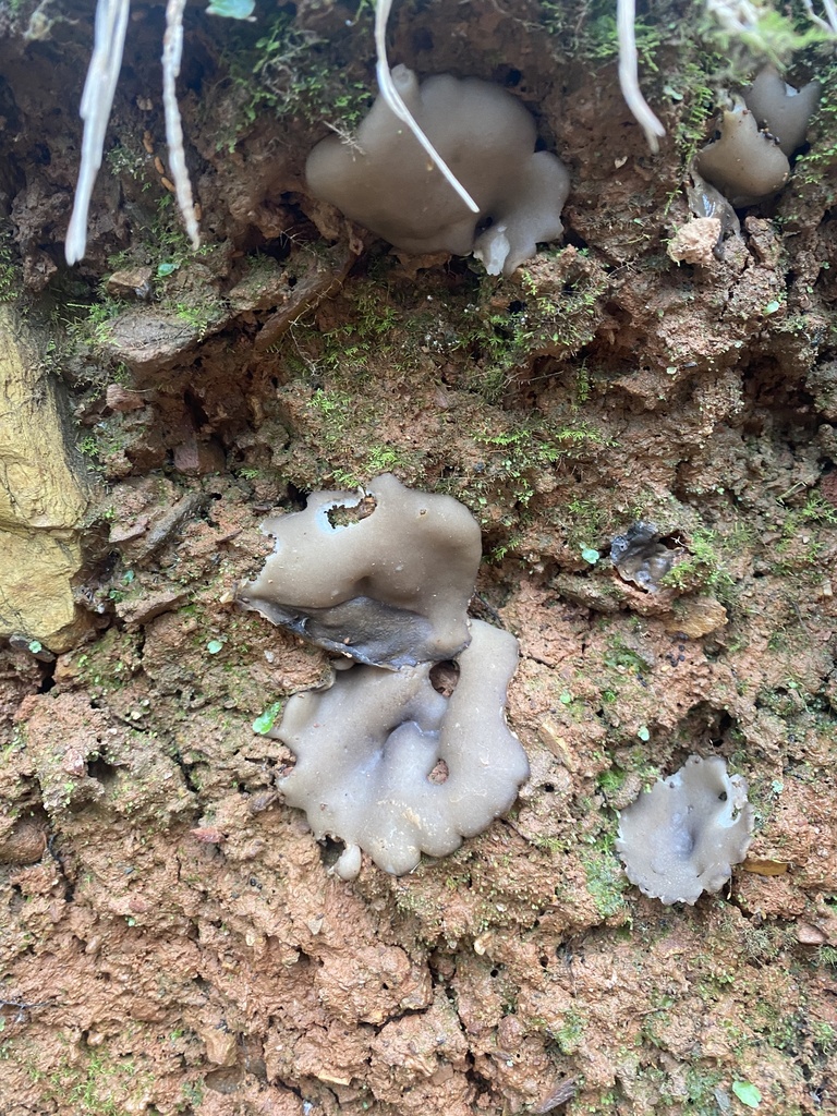 Something from Alpine Shire, Merriang South, VIC, AU on October 18 ...