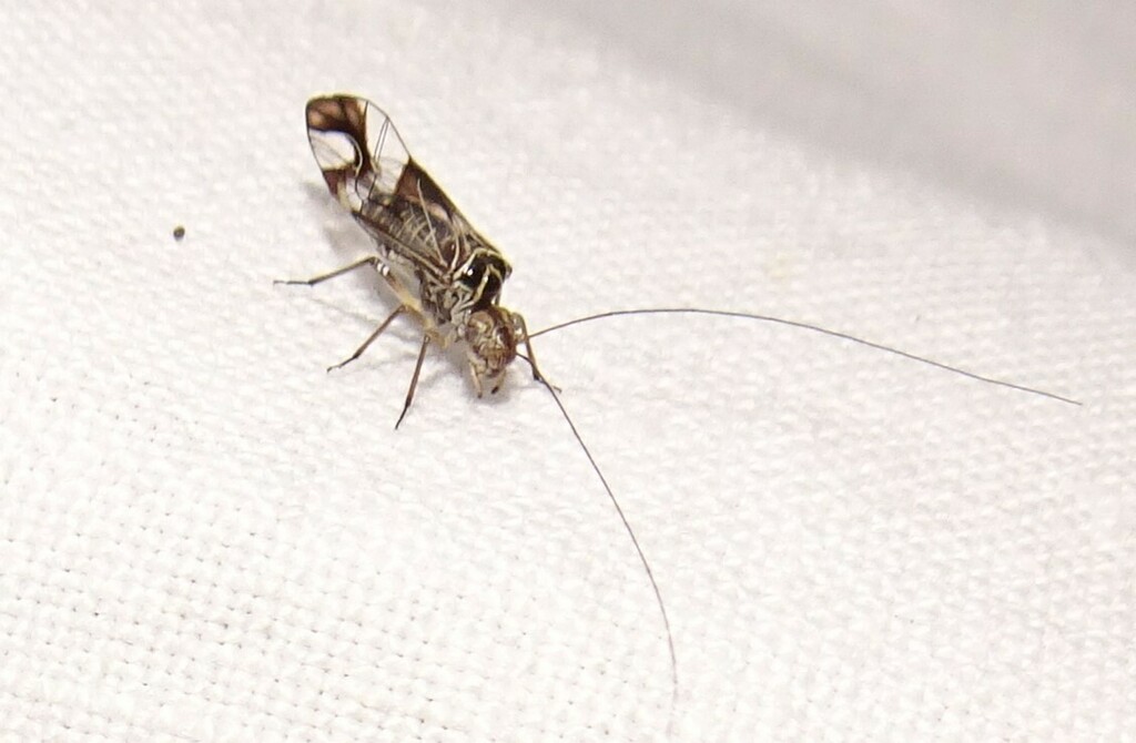 Common Barklice from Crows Nest National Park QLD 4355, Australia on ...