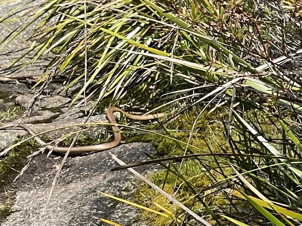 Pseudonaja affinis affinis from Porongurup National Park, Porongurup ...
