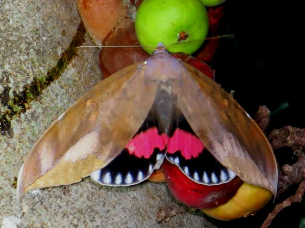 Citrus Fruit Sucking Moth at Nancy Sheridan blog