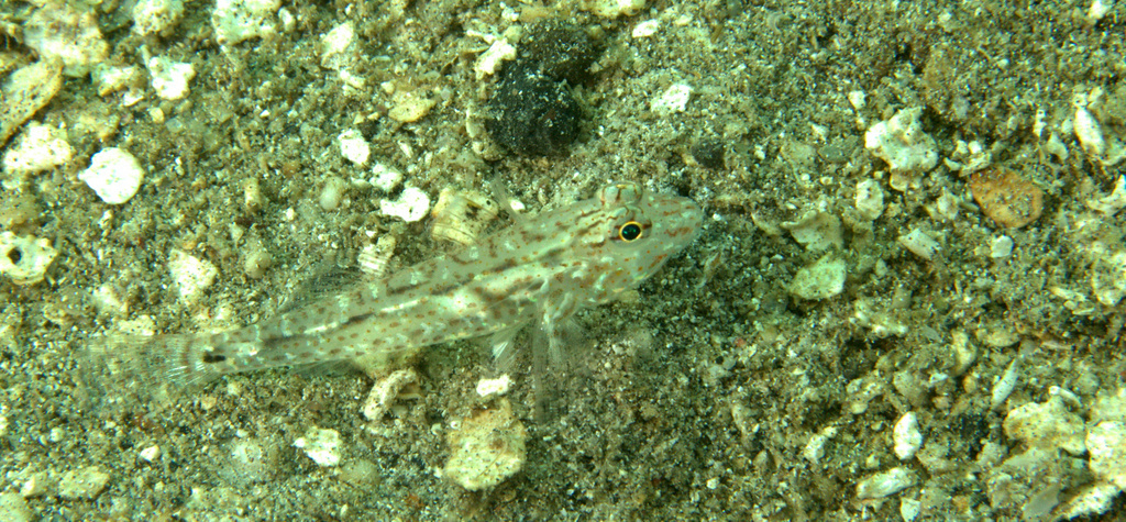 Fusigobius neophytus (Günther, 1877)