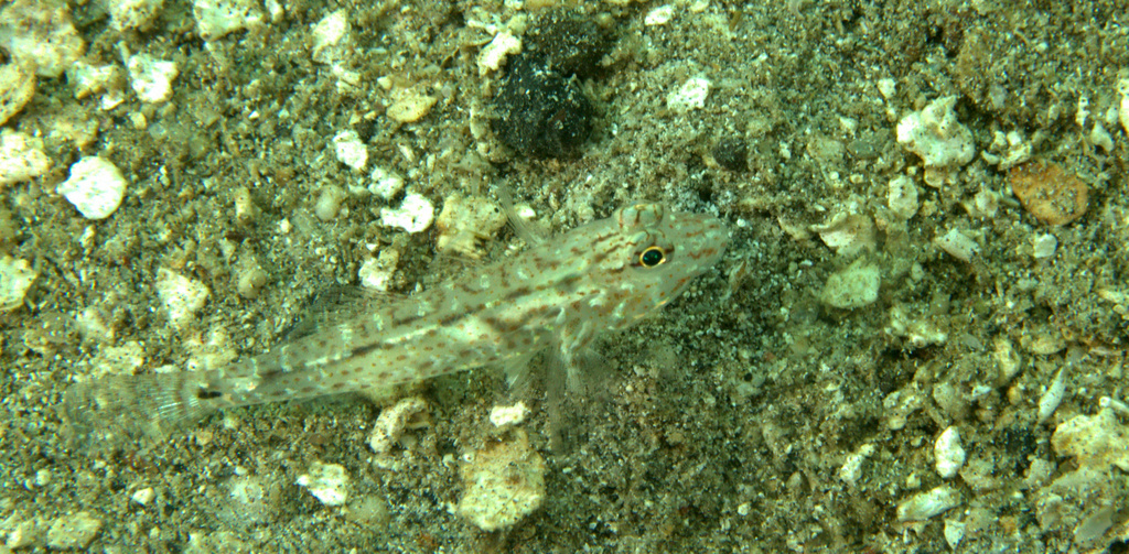 Fusigobius neophytus (Günther, 1877)