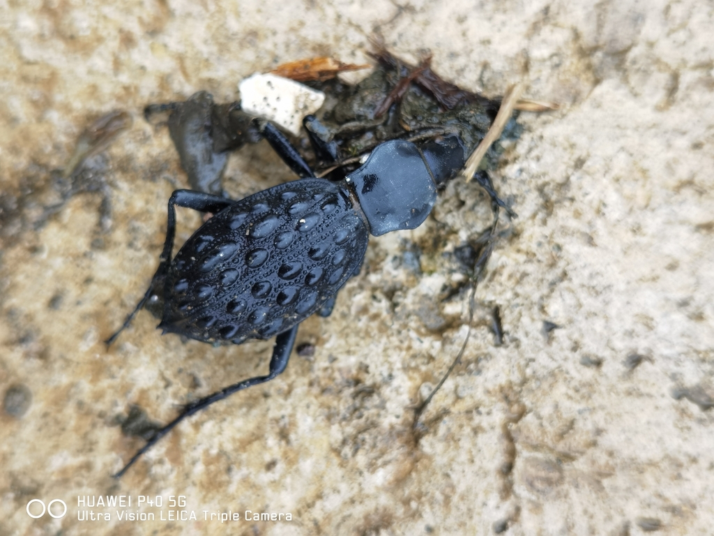 Carabus pustulifer from Longcanggou National Forest Park，Yingjing ...