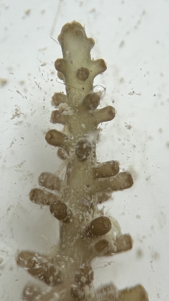 (Palisada perforata) - Botanical Realm