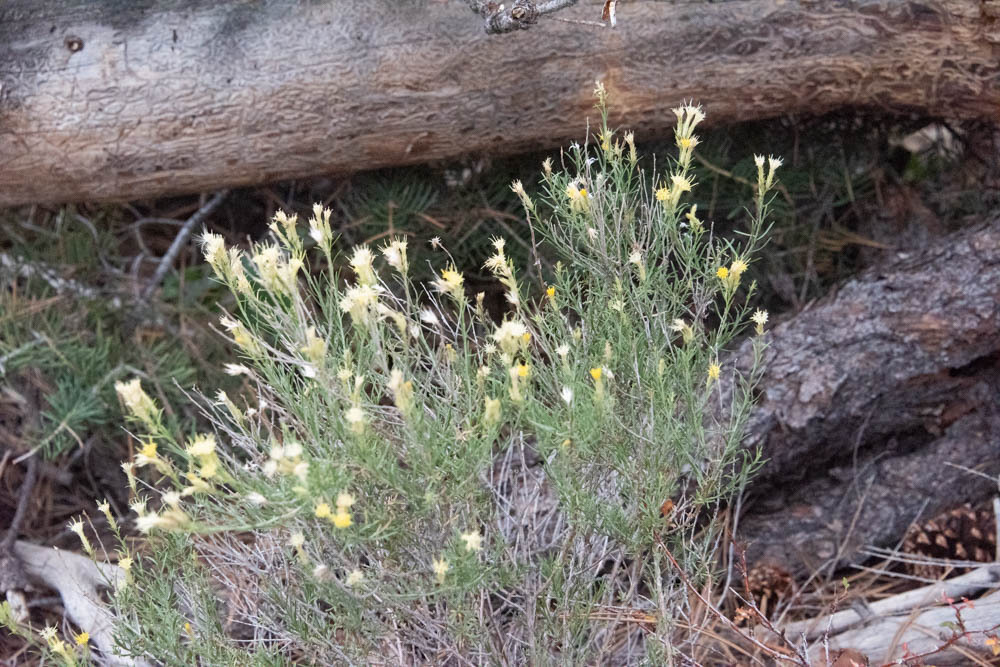 Rubber Rabbitbrush from Grand Canyon, Grand Canyon National Park ...