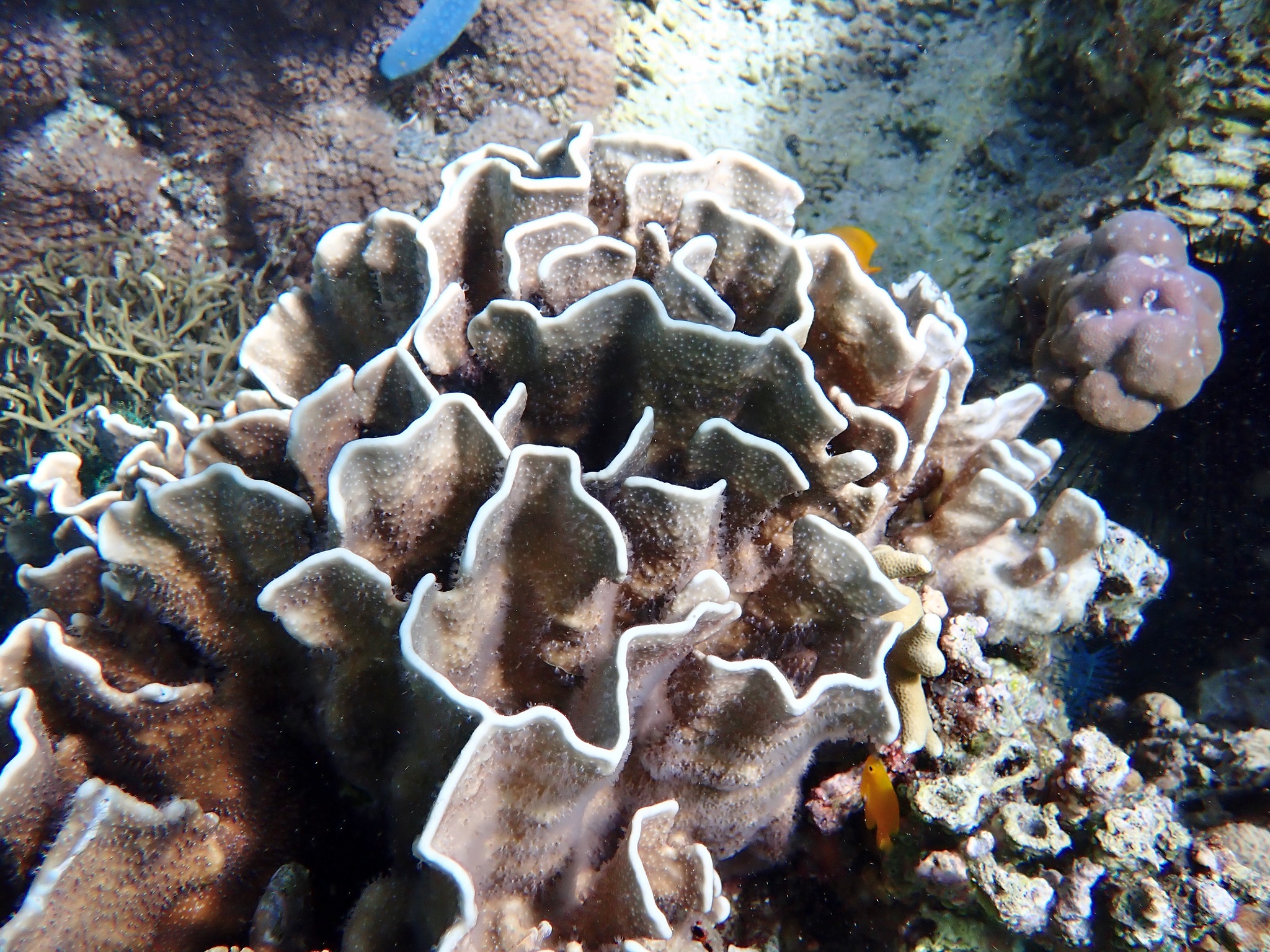 Heliopora de Blainville, 1830