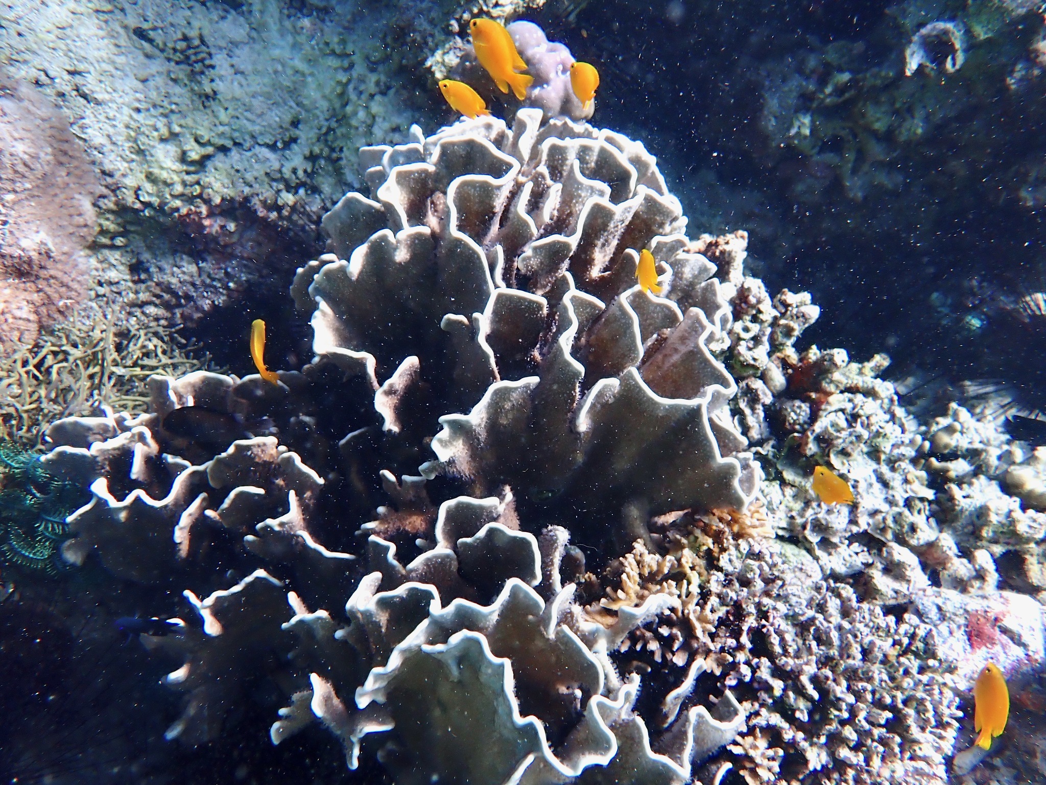 Heliopora de Blainville, 1830