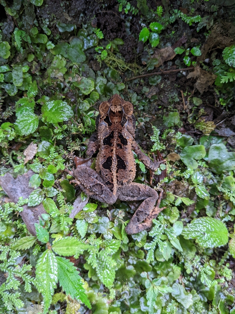 Wet Forest Toad from La Fortuna, Provincia de Alajuela, San Carlos ...