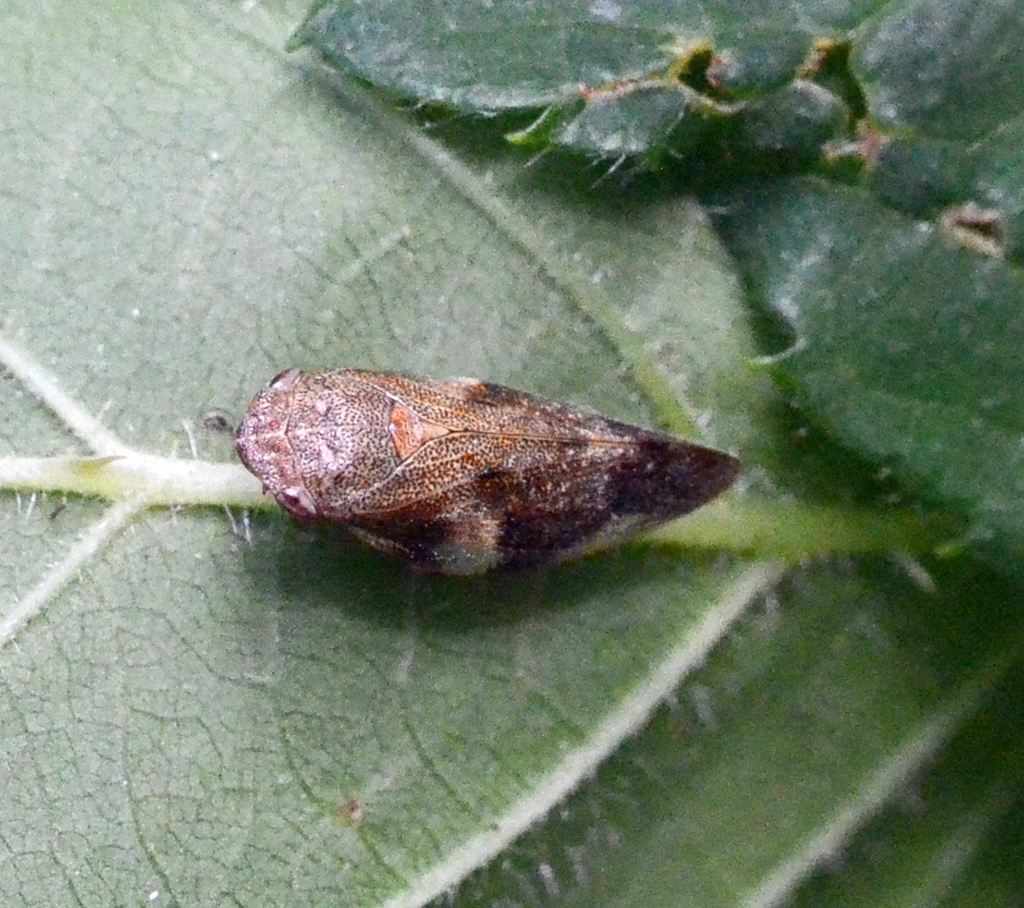 Alder Spittlebug from Kaltenhofer Moor, Felm, Deutschland on July 21 ...