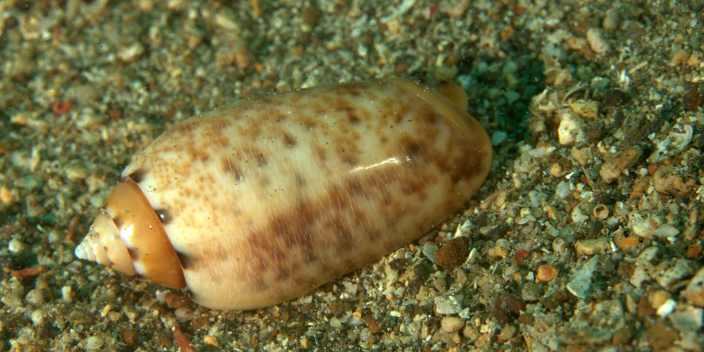 Oliva mantichora from Lembeh Strait, Indonesia on September 05, 2022 at ...