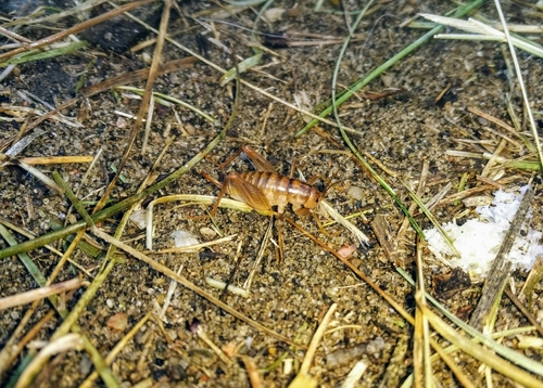 Pale Camel Cricket (Grasshoppers of Dillberry Lake Provincial Park ...