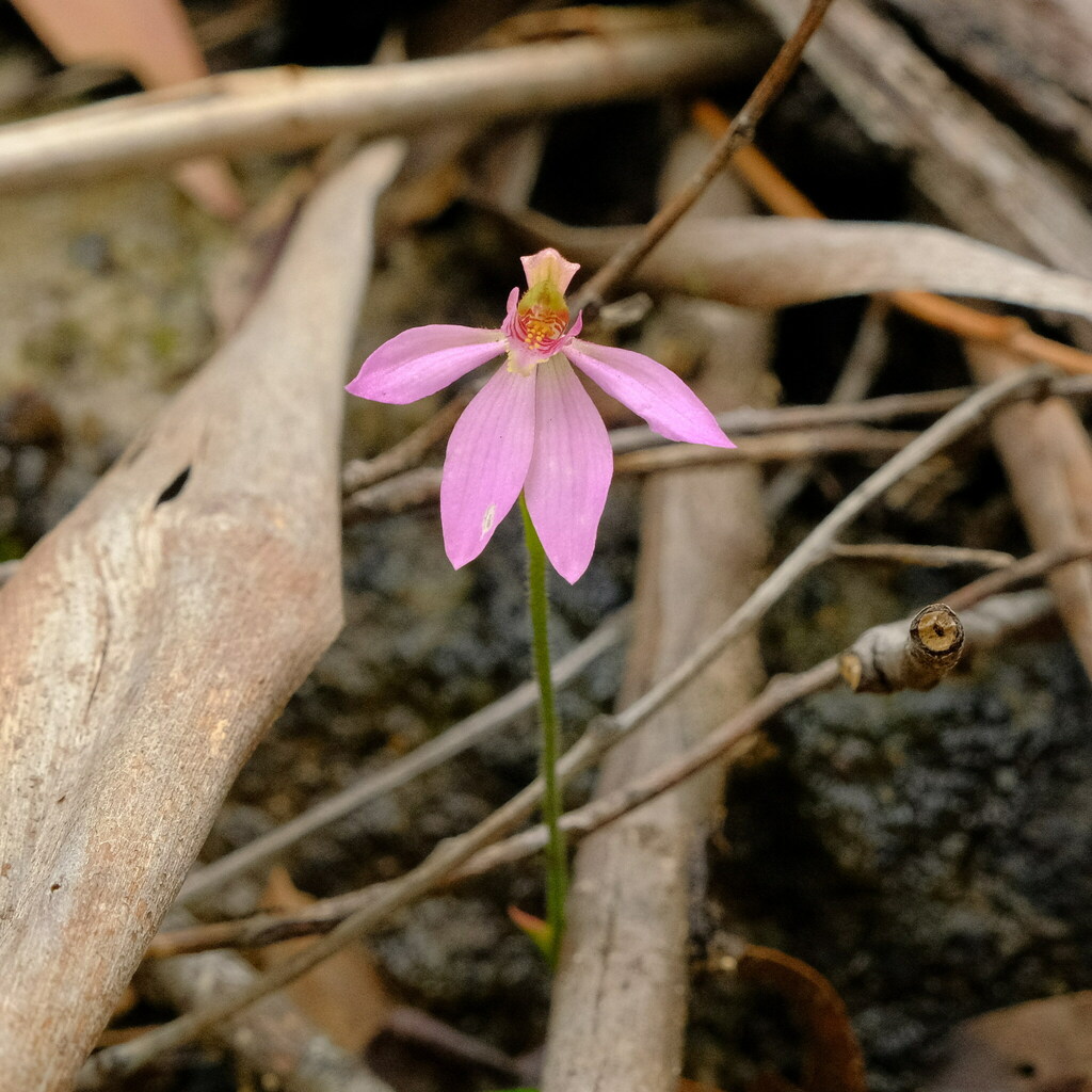 Pink Lady Fingers from Lithgow, Blue Mountains, New South Wales ...
