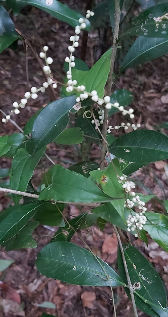 Common Yam Vine in October 2022 by KDendle · iNaturalist