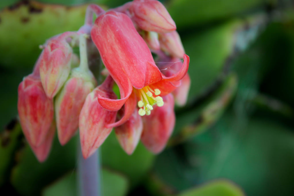 Alligator Plant (Flora Singapore List K) · iNaturalist