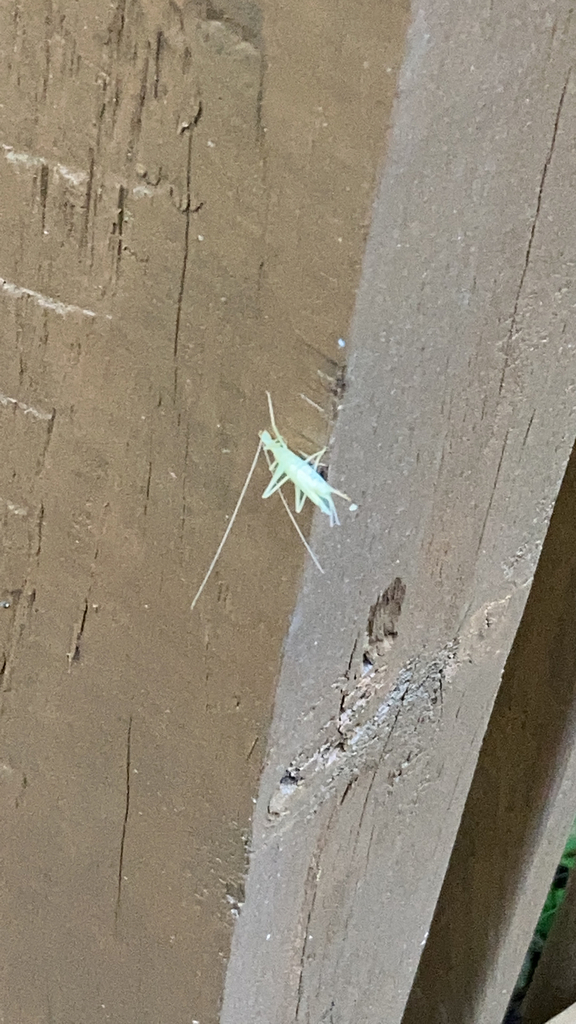 Common Tree Crickets from La Plata on October 18, 2022 at 08:15 AM by ...