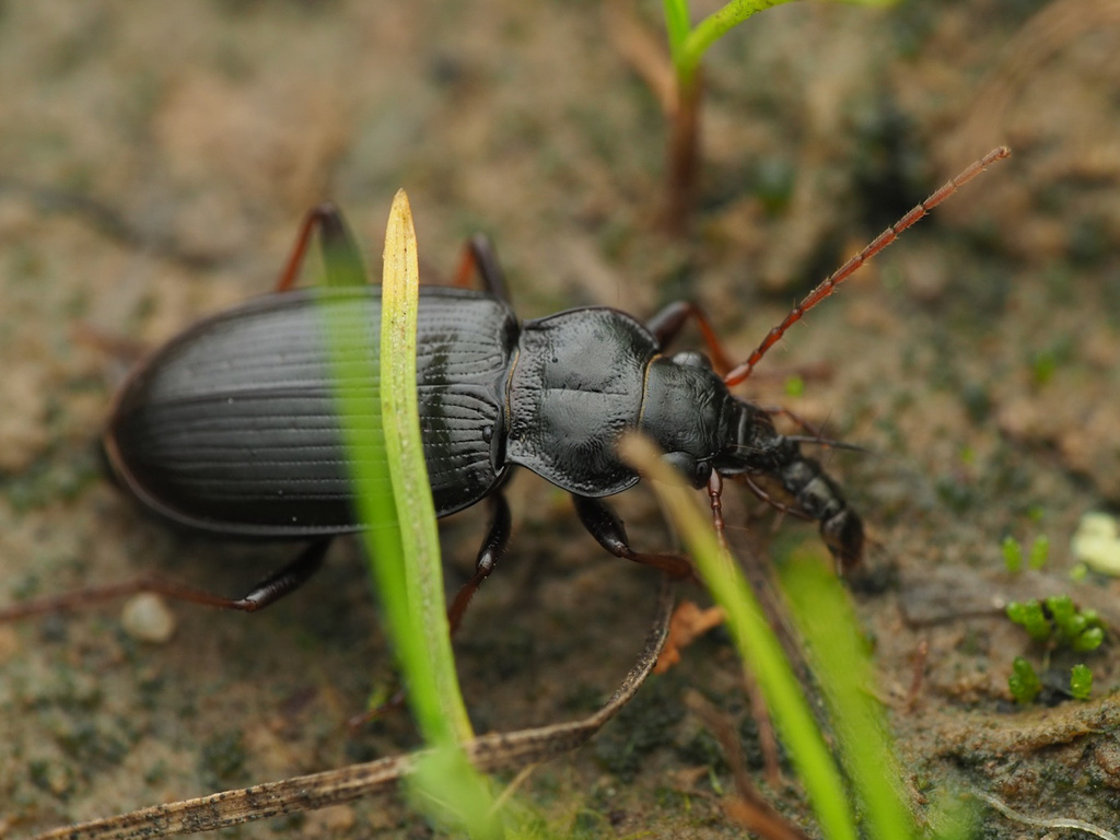 European Gazelle Beetle from Altenstadt, Hessen, DE on October 18, 2022 ...