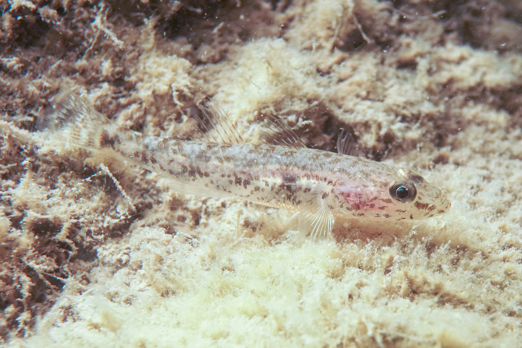 Gobies from Lawn Hill QLD 4825, Australia on October 02, 2022 at 08:48 ...