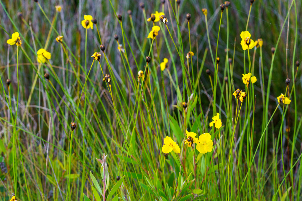 yellow-eyed grasses in October 2022 by Jacob Crisp · iNaturalist