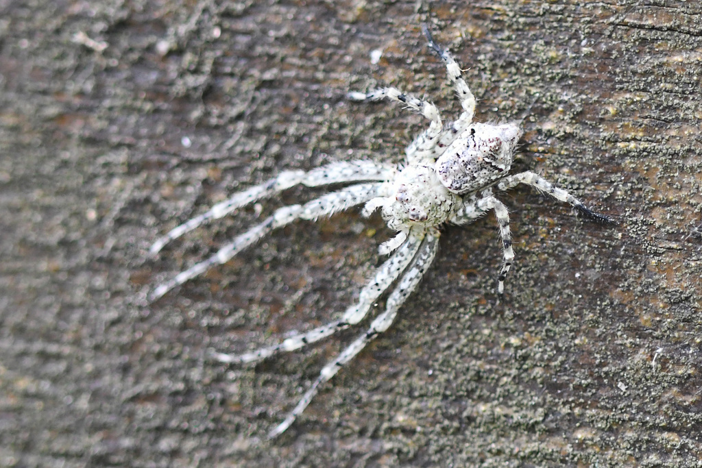 Octopus Spiders from Seaview Rd, Uitenhage Farms, Gqeberha, 6018, South ...