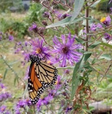 Southern Monarch from Departamento de Canelones, Uruguay on June 26 ...