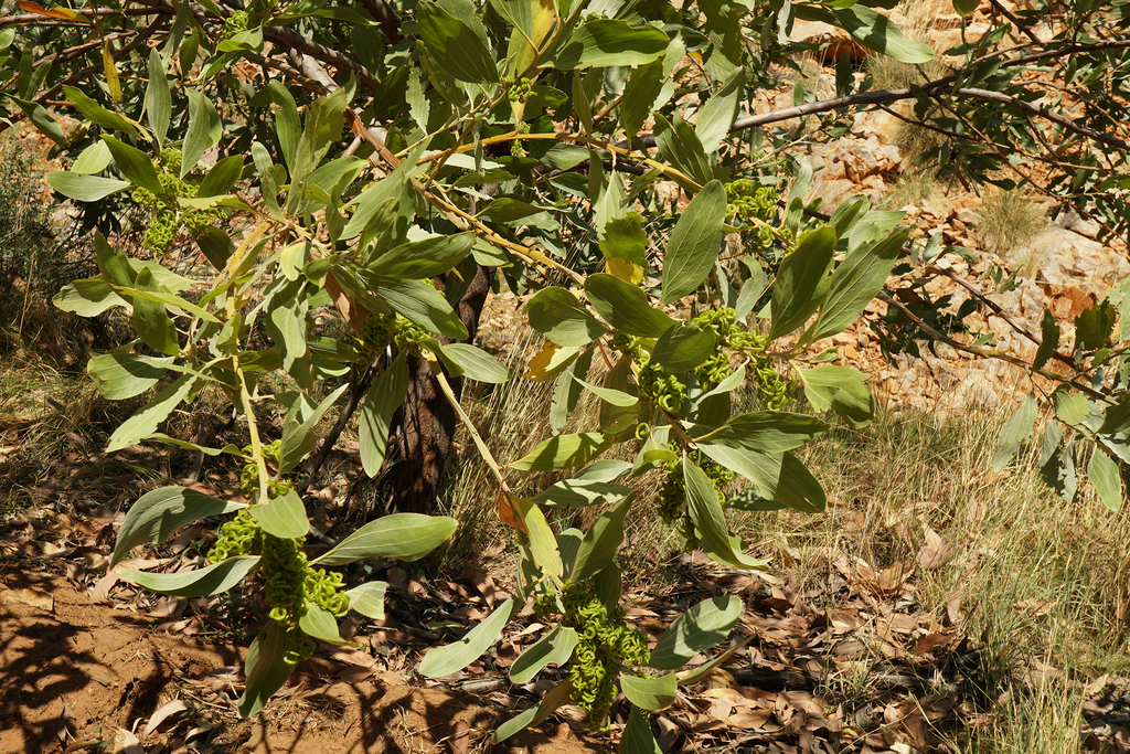 wattles from Tennant Creek - Bal, Northern Territory, Australia on ...