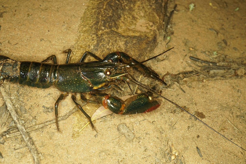 Australian red claw crayfish from Davenport NT 0872, Australia on ...