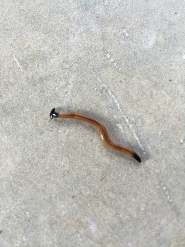 Hammerhead Worms from 50120, , Chiang Mai, TH on September 14, 2015 at ...