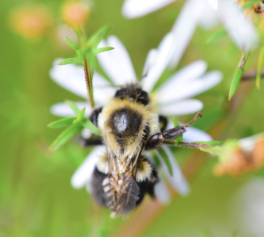 Common Eastern Bumble Bee from 320 Browns Trace Rd, Jericho, VT 05465 ...