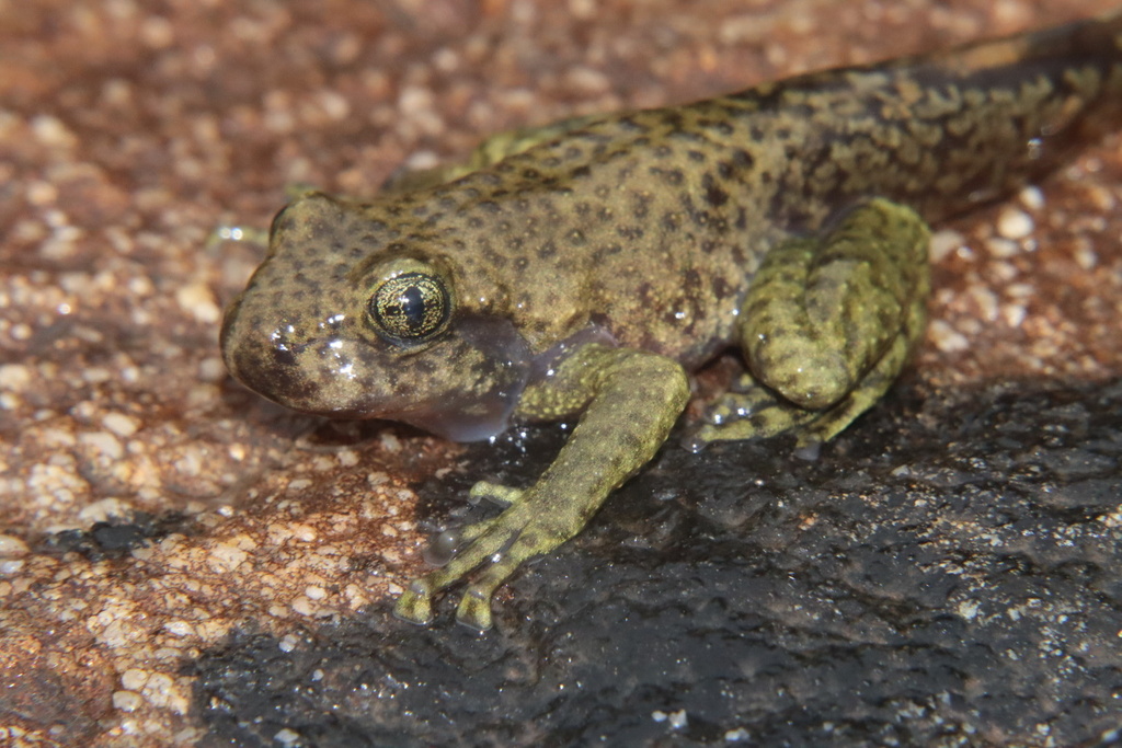 Natal Ghost Frog from Serala-The Horns, Lebowakgomo, LP, ZA on October ...