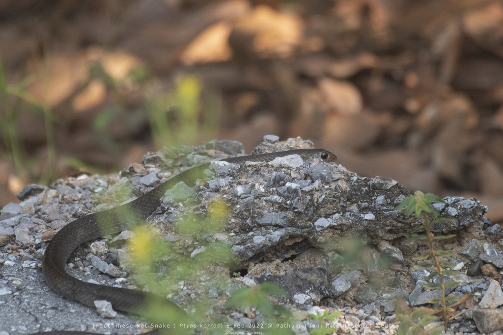 Indo-Chinese Rat Snake in February 2022 by muangpaisuetrong · iNaturalist