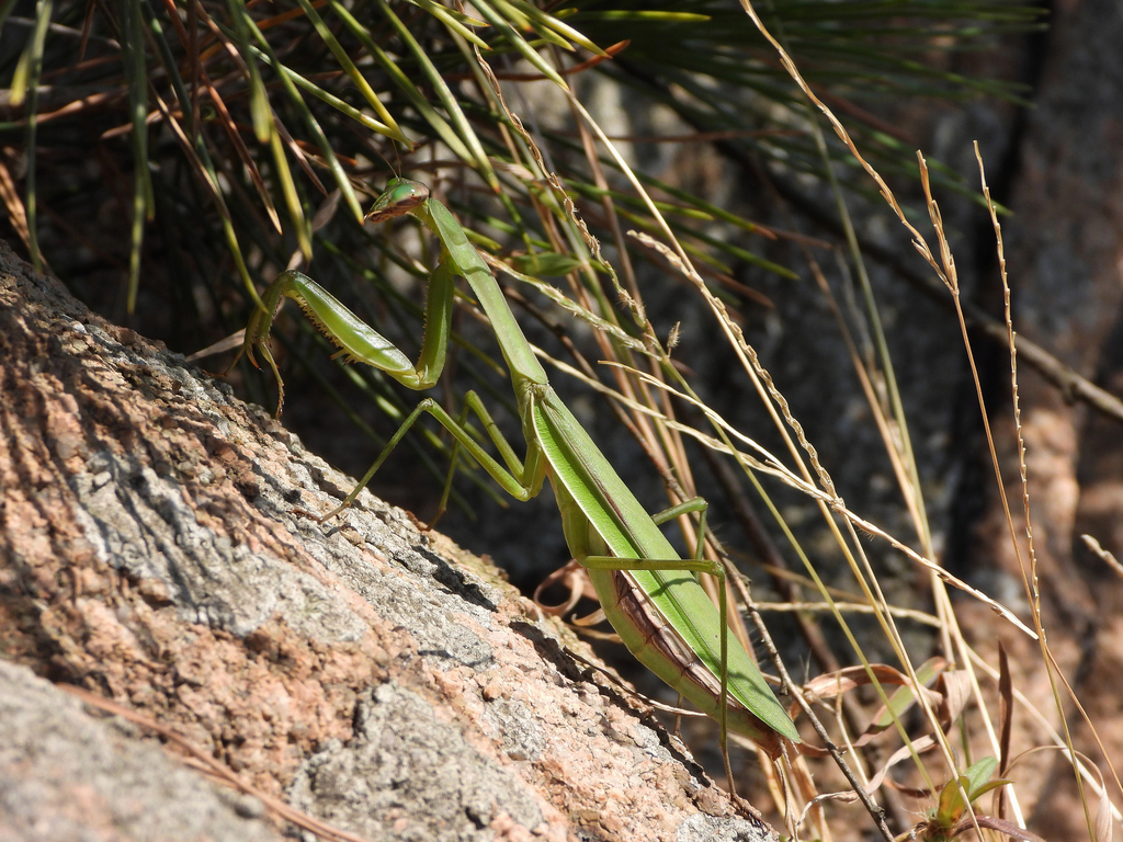 Chinese Mantis from Laoshan District, Qingdao, Shandong, China on ...