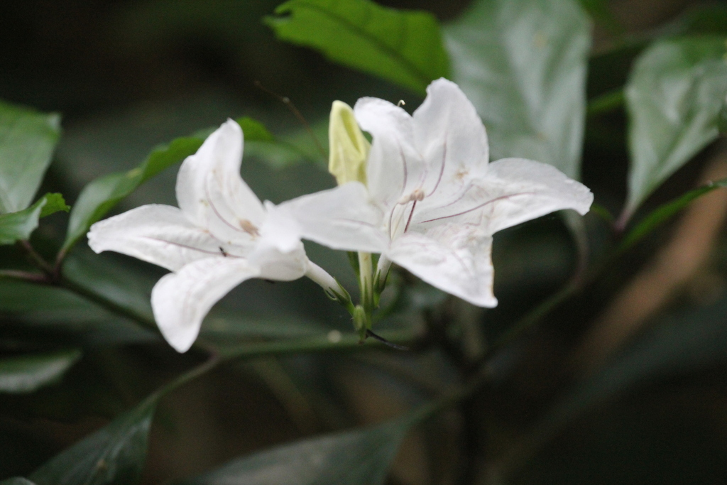 River bells from Dolphin Dr, Pennington, 4184, South Africa on October ...