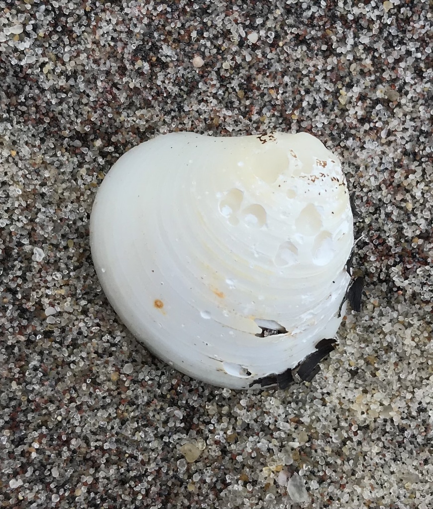 Chestnut Clam from Sable Island National Park Reserve, Beaver Lake 17 ...