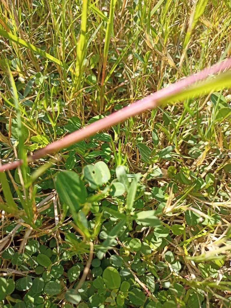 plants from MF5P+7XR Tirupati, Andhra Pradesh, India on October 16 ...