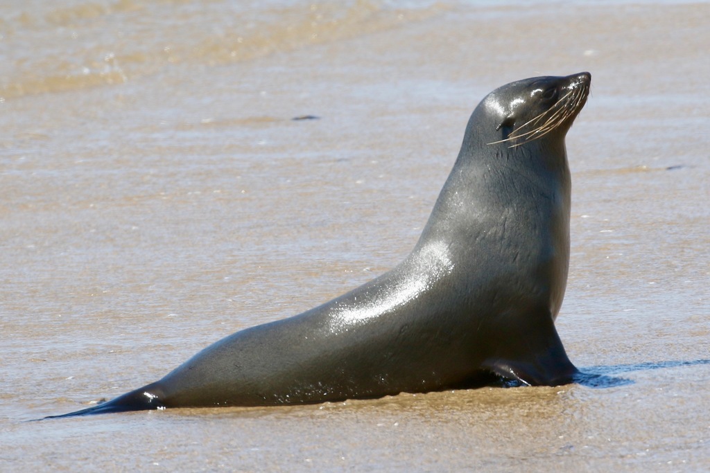 Eared Seals (Otariidae) - Know Your Mammals