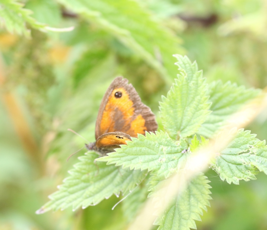 Gatekeeper from 1–9 Old Hall Lane, Maldon, England, GB on July 20, 2017 ...