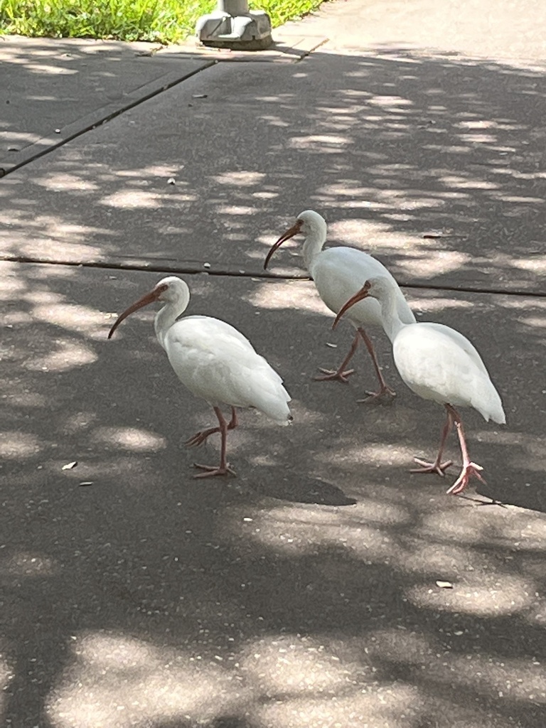 White Ibis from University of South Florida - St. Petersburg Campus ...