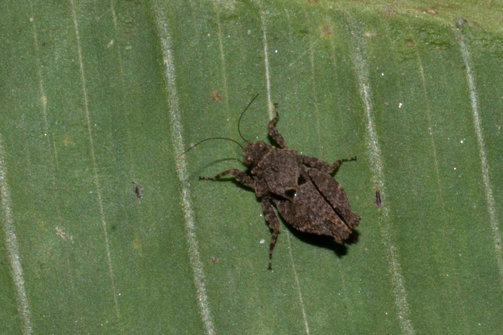 Cotys antennatus from Orellana, EC-OR, EC on October 12, 2022 at 03:58 ...
