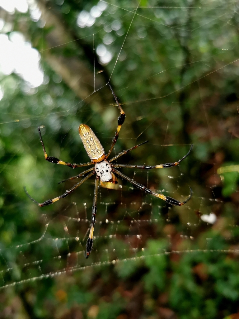Golden Silk Spider from 48259 Jal., México on October 17, 2022 at 02:21 ...