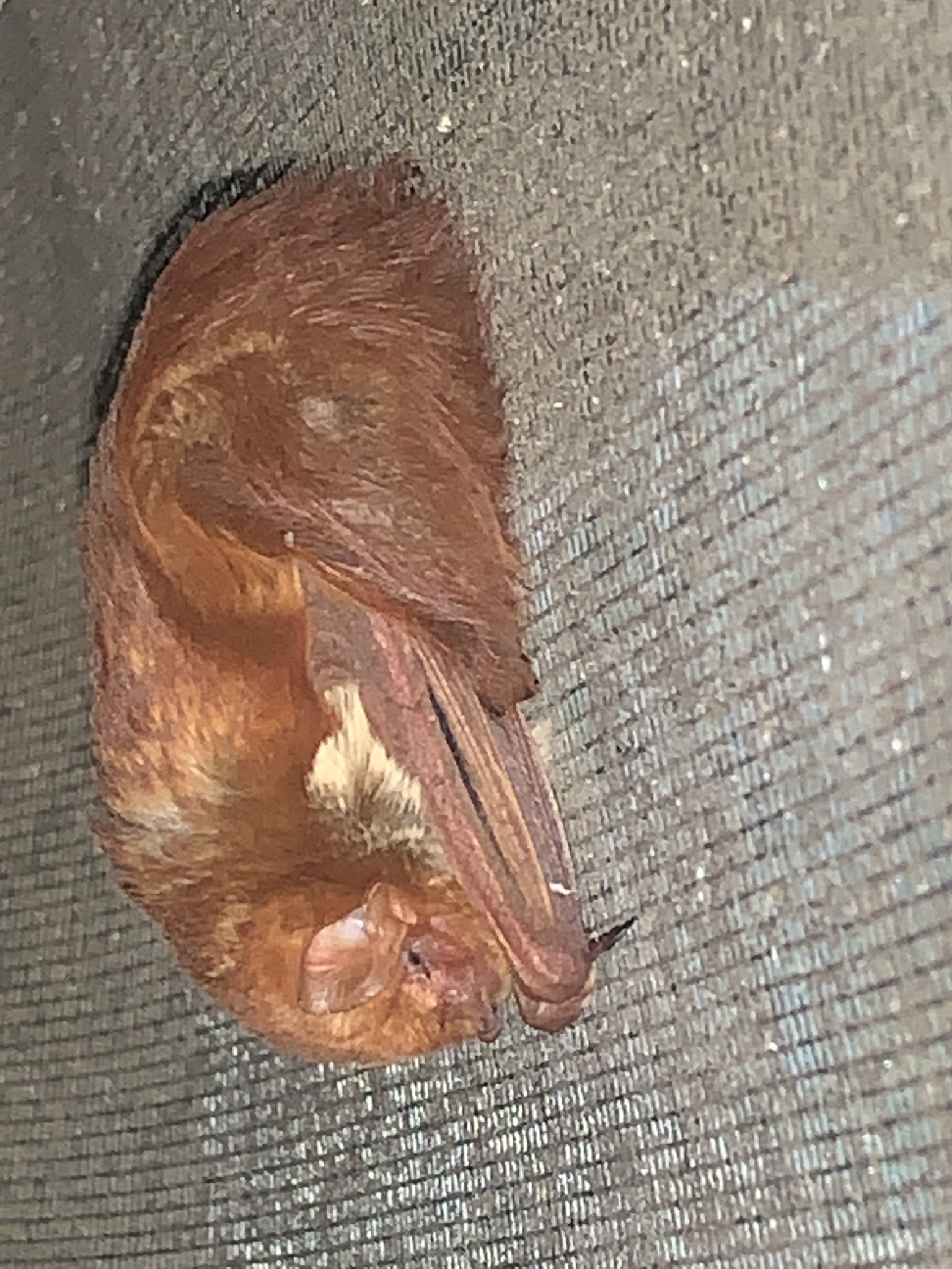 Lasiurus blossevillii (Lesson & Garnot, 1826)