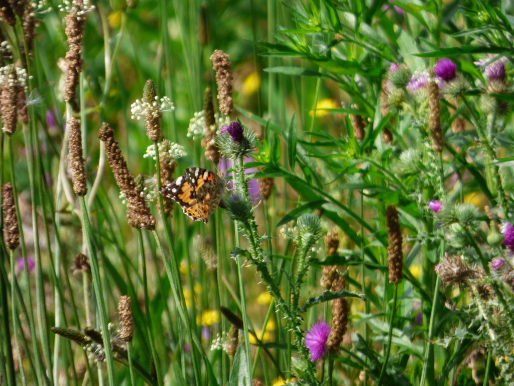 Painted Lady from Mondeville, France on July 21, 2021 at 10:47 PM by ...
