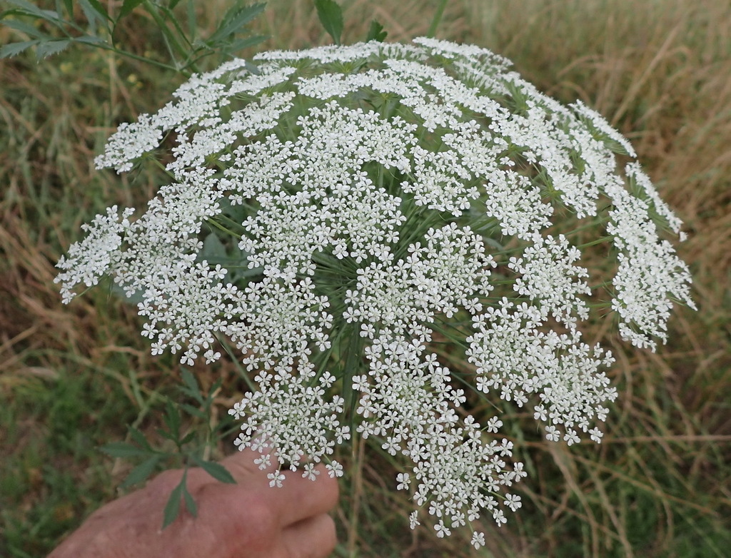 Apioideae from Brays Bayou, Southwest Houston, Houston, TX, USA on ...