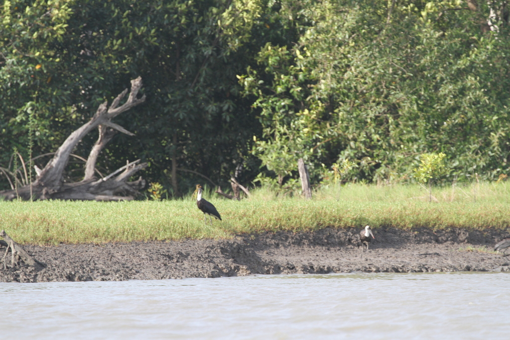 Woolly-necked Stork in May 2022 by Lucy Keith-Diagne · iNaturalist