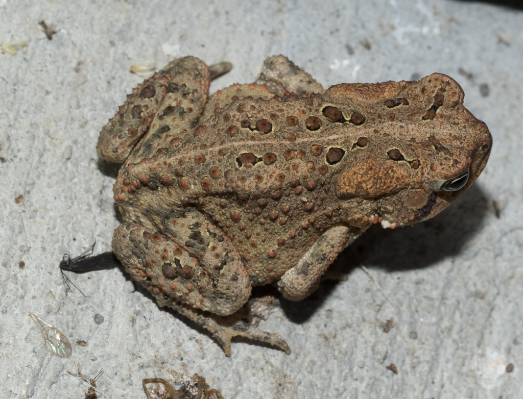 Eastern American Toad from Coshocton, Ohio, United States on September ...