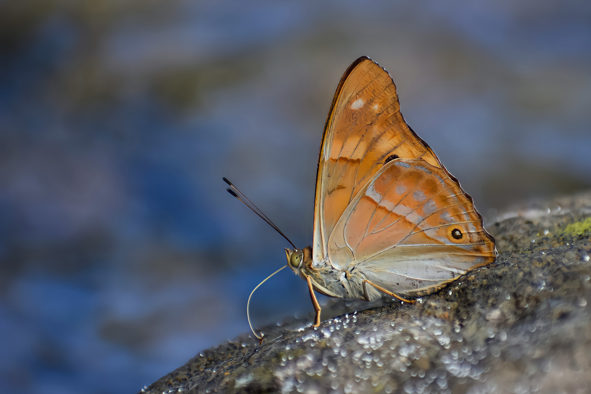 Apatura ulupi (Doherty, 1889)